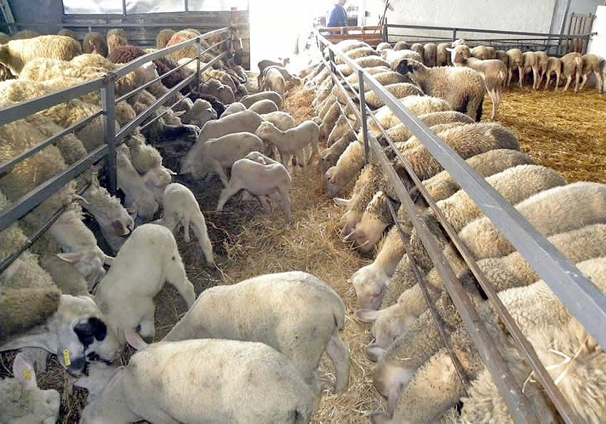 Οι κτηνοτρόφοι της Περιφέρειας ΑΜ-Θ καταγγέλλουν τον εμπαιγμό τους από ...